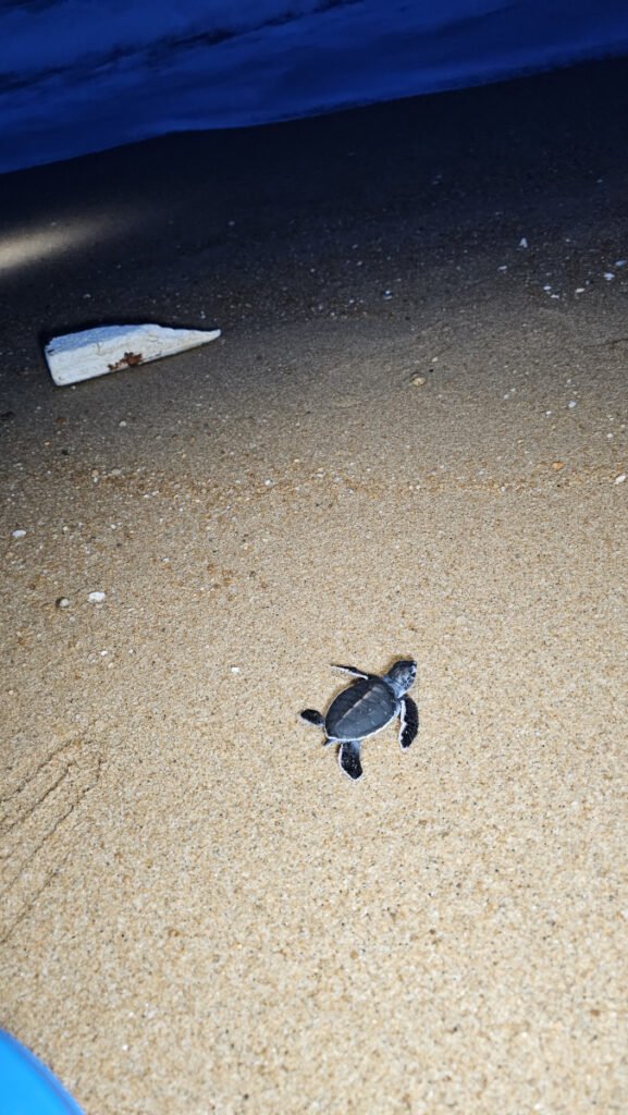 Baby Turtle Release in Pahang – A Magical Eco-Experience from RM550 (15 ...