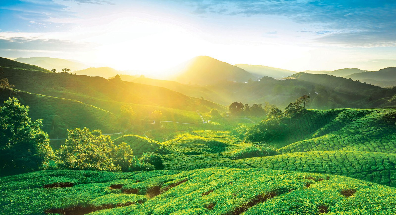Cameron Highlands Pahang - MyTrip Malaysia 2025